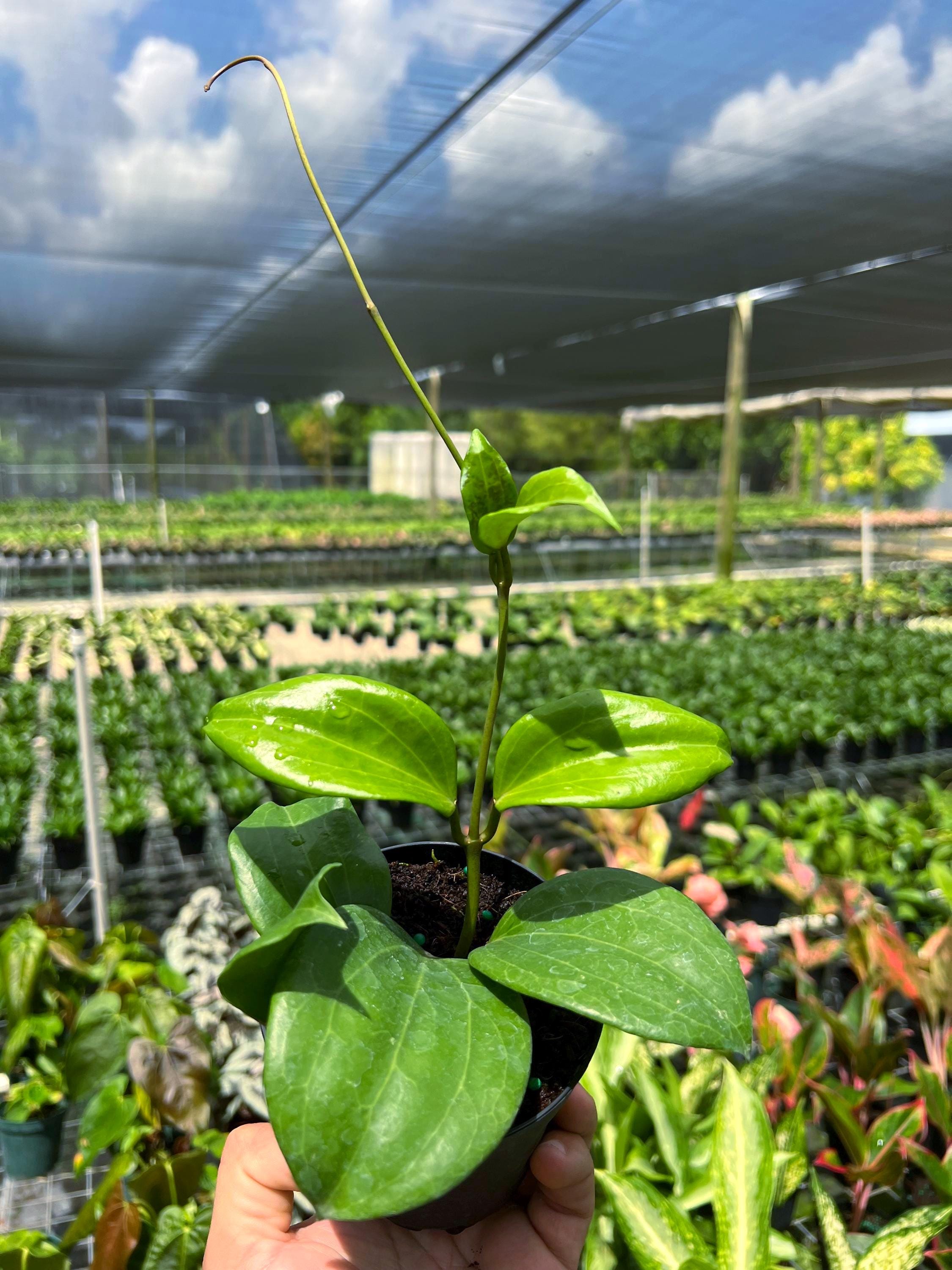 Hoya Quinquenervia | Live Indoor & Outdoor Tropical House Plant ...