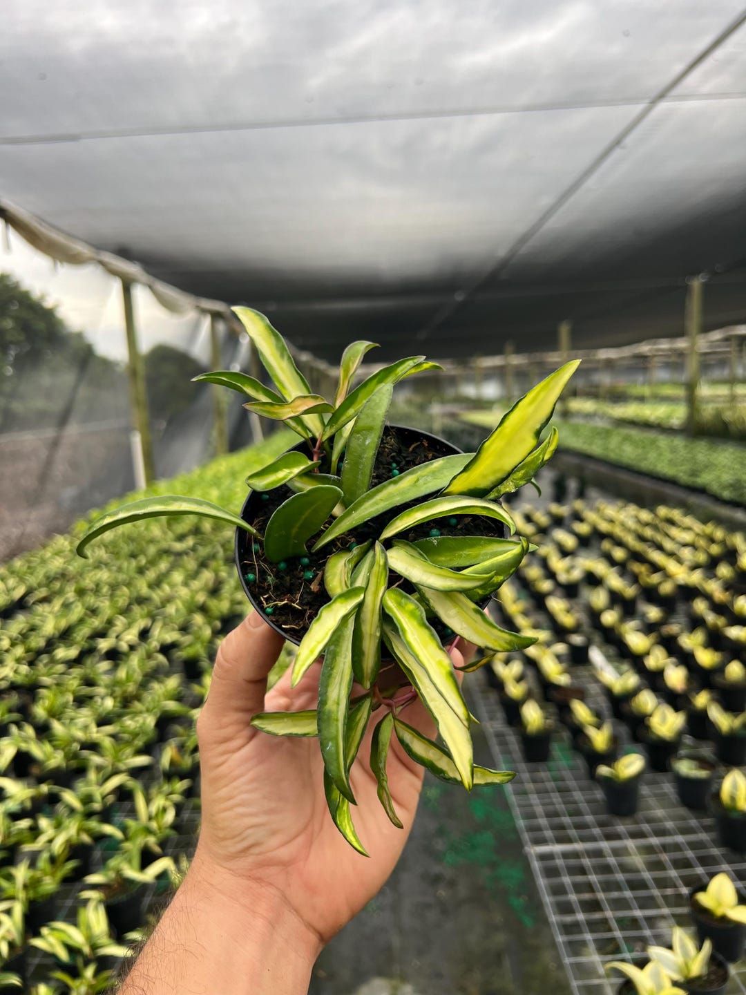 Hoya Wayetti Tricolor Variegated | Rare Wax Vine Plant | Live Indoor ...