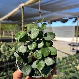 Hoya Mathilde Splash | Live Indoor & Outdoor Tropical House Plant ...