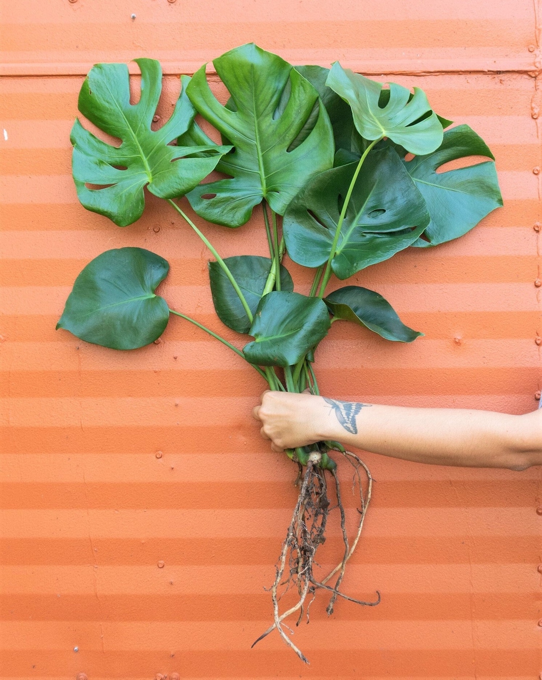 Monstera Deliciosa Cutting Tropical Split Leaf Plant | Indoor & Outdoor ...