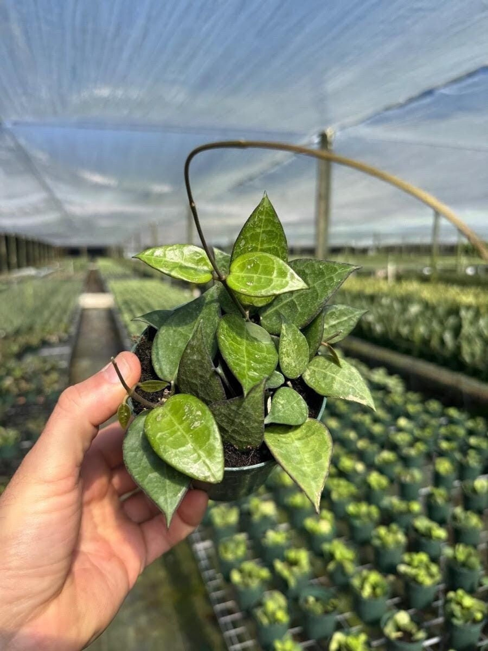 Hoya Black Margin | Live Indoor & Outdoor Tropical Houseplant | Home ...