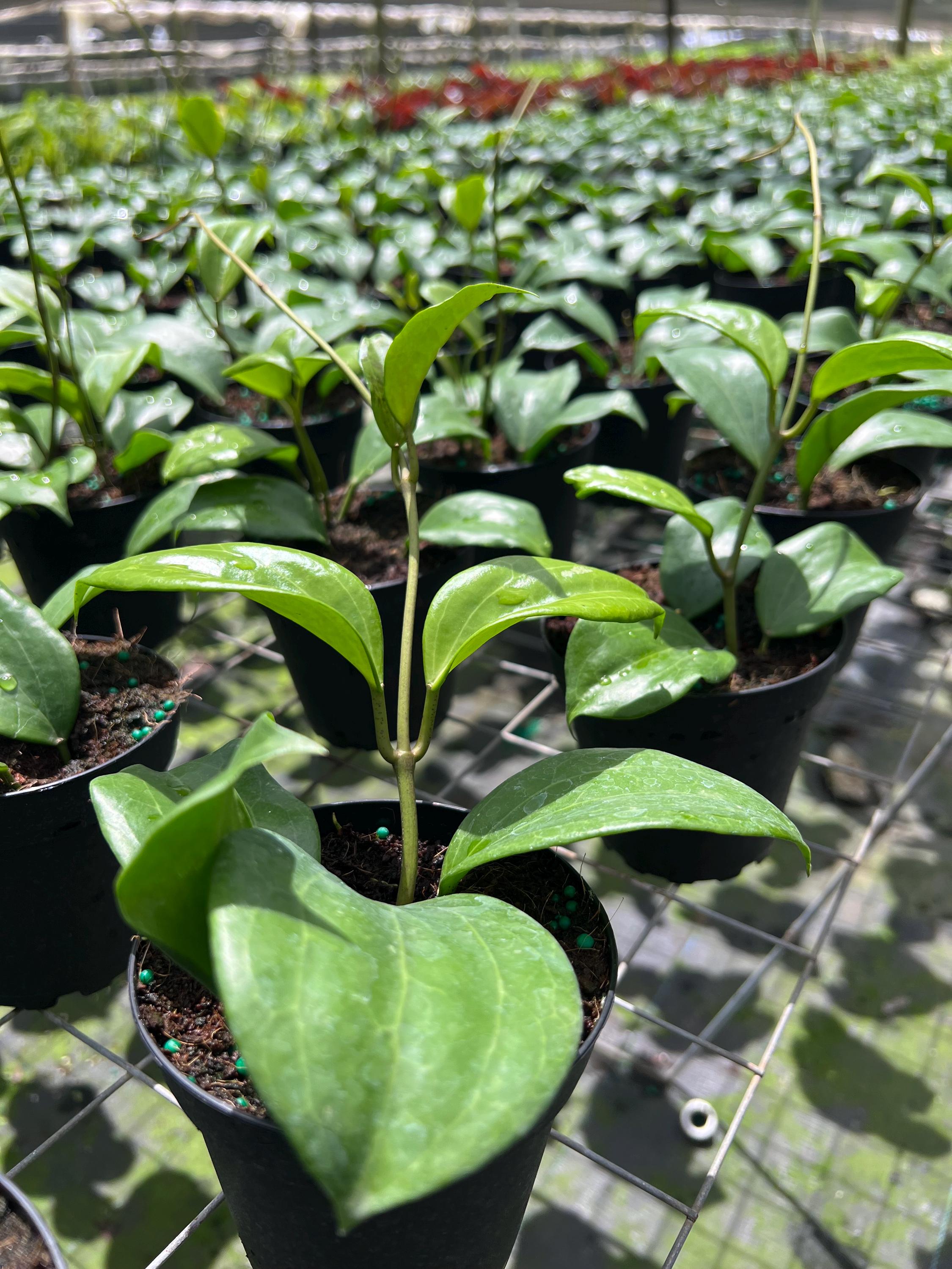 Hoya Quinquenervia | Live Indoor & Outdoor Tropical House Plant ...