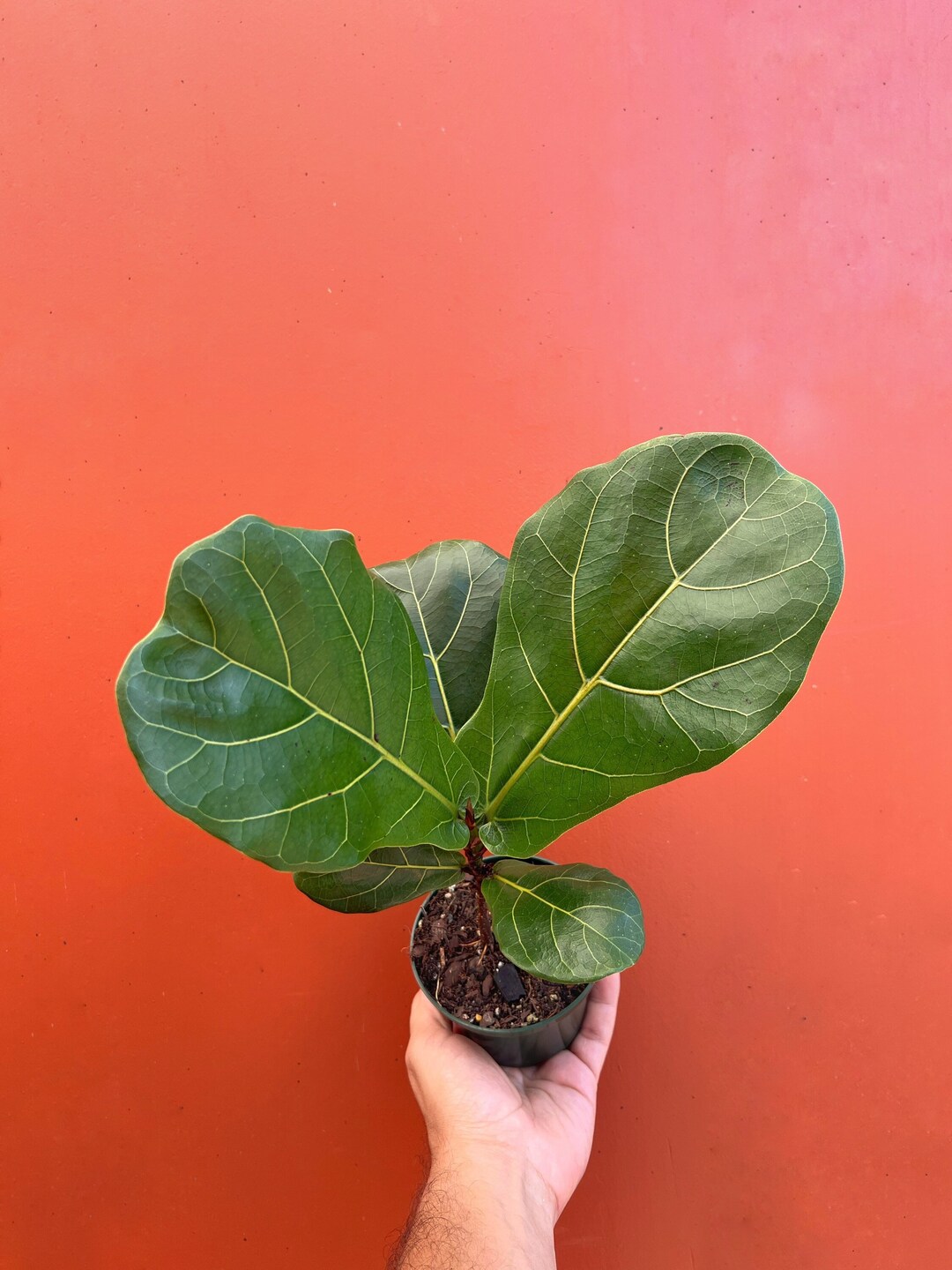 FICUS LYRATA Large Leaf Fig With 4" Pot| LIVE Indoor & Outdoor Tropical ...