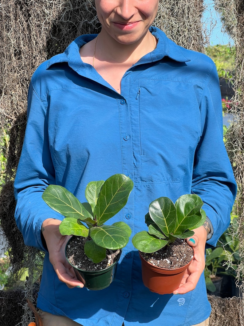 FICUS LYRATA Dwarf Fiddle Leaf Fig With 4 Pot Little | Etsy