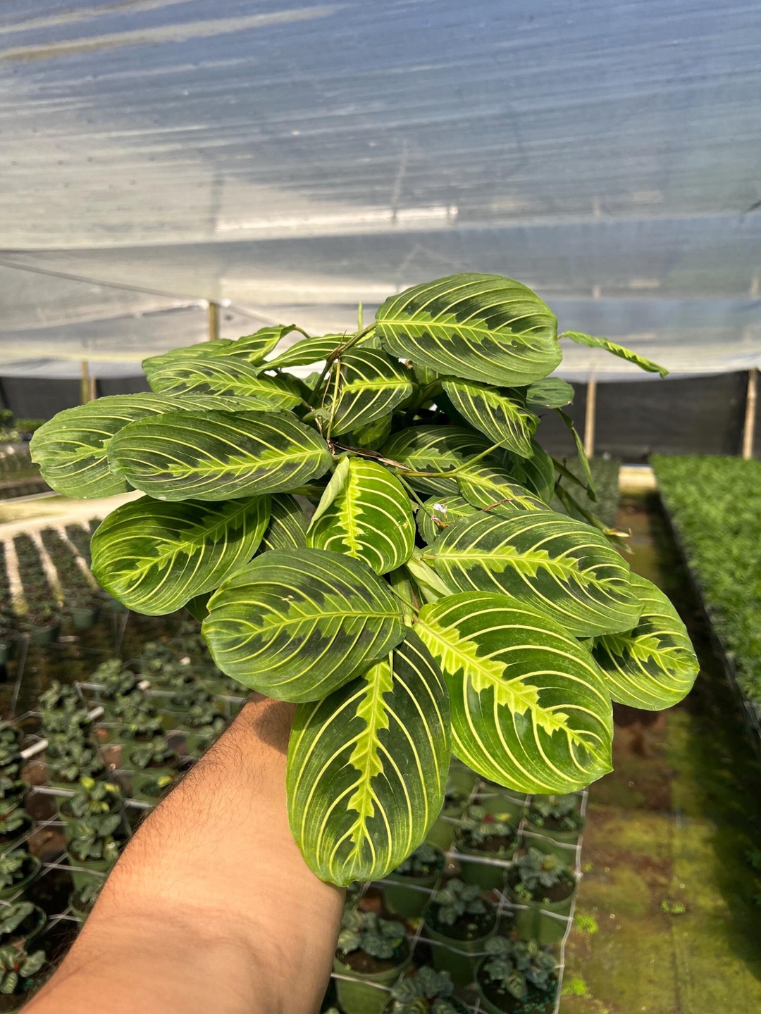 Maranta Lemon Lime Prayer Plant Calathea | Live Tropical Houseplant ...
