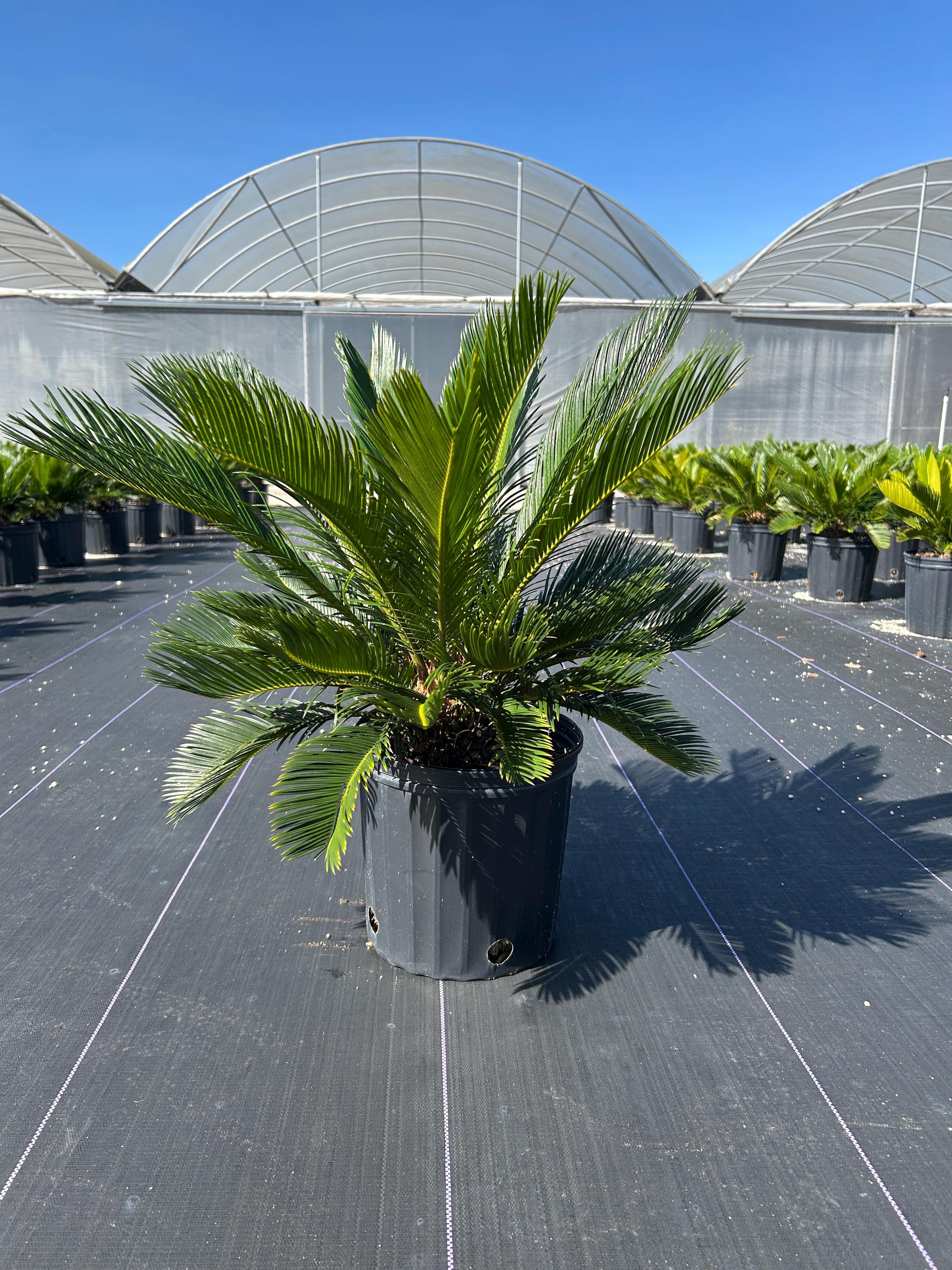 King Sago Palm Tree | Live Indoor & Outdoor House Plant | Home and ...