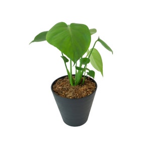 Monstera Deliciosa Tropical Split Leaf Plant | Live Indoor & Outdoor ...