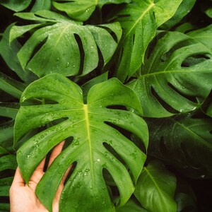 Monstera Deliciosa Plug | Indoor and Outdoor Live Tropical House Plant ...