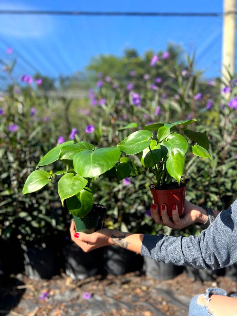 Monstera Deliciosa Tropical Split Leaf Plant 4 Inch Pot - Etsy