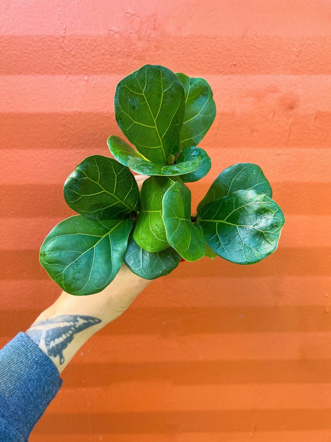 FICUS LYRATA Dwarf Fiddle Leaf Fig Plug | Little Sunshine Bambino ...