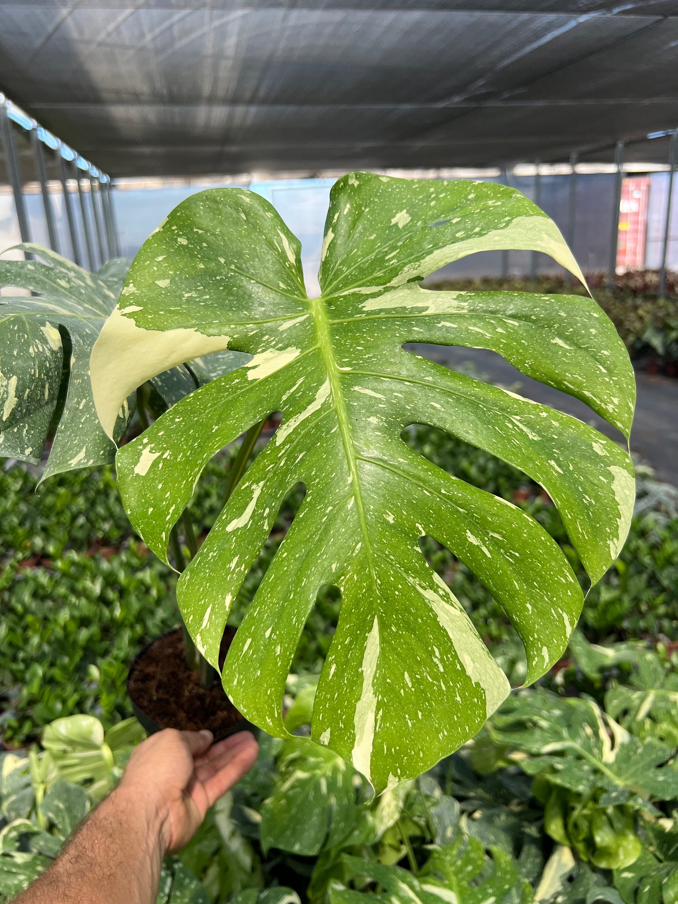 Variegated Monstera | Large Thai Constellation | Mature Fenestration ...