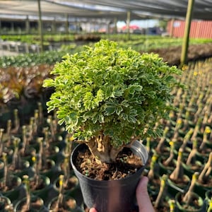 Aralia Ming Gold Bonsai Tree | Live Indoor & Outdoor Tropical ...