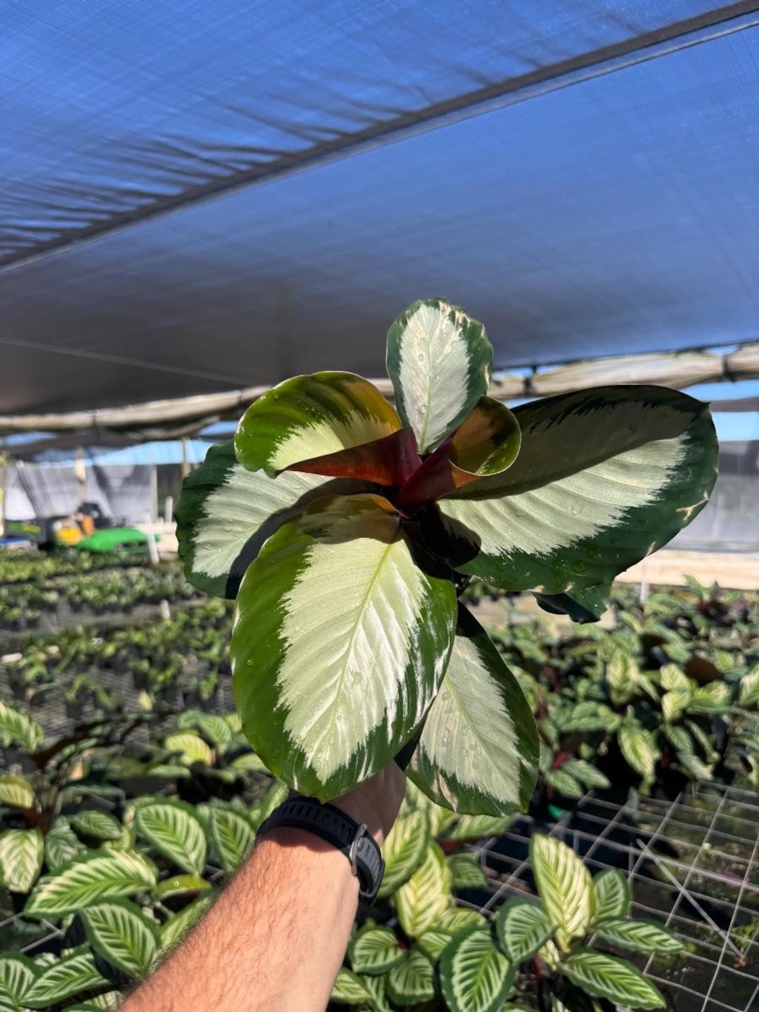Calathea Royal Standard | Live Indoor and Outdoor Tropical House Plant ...