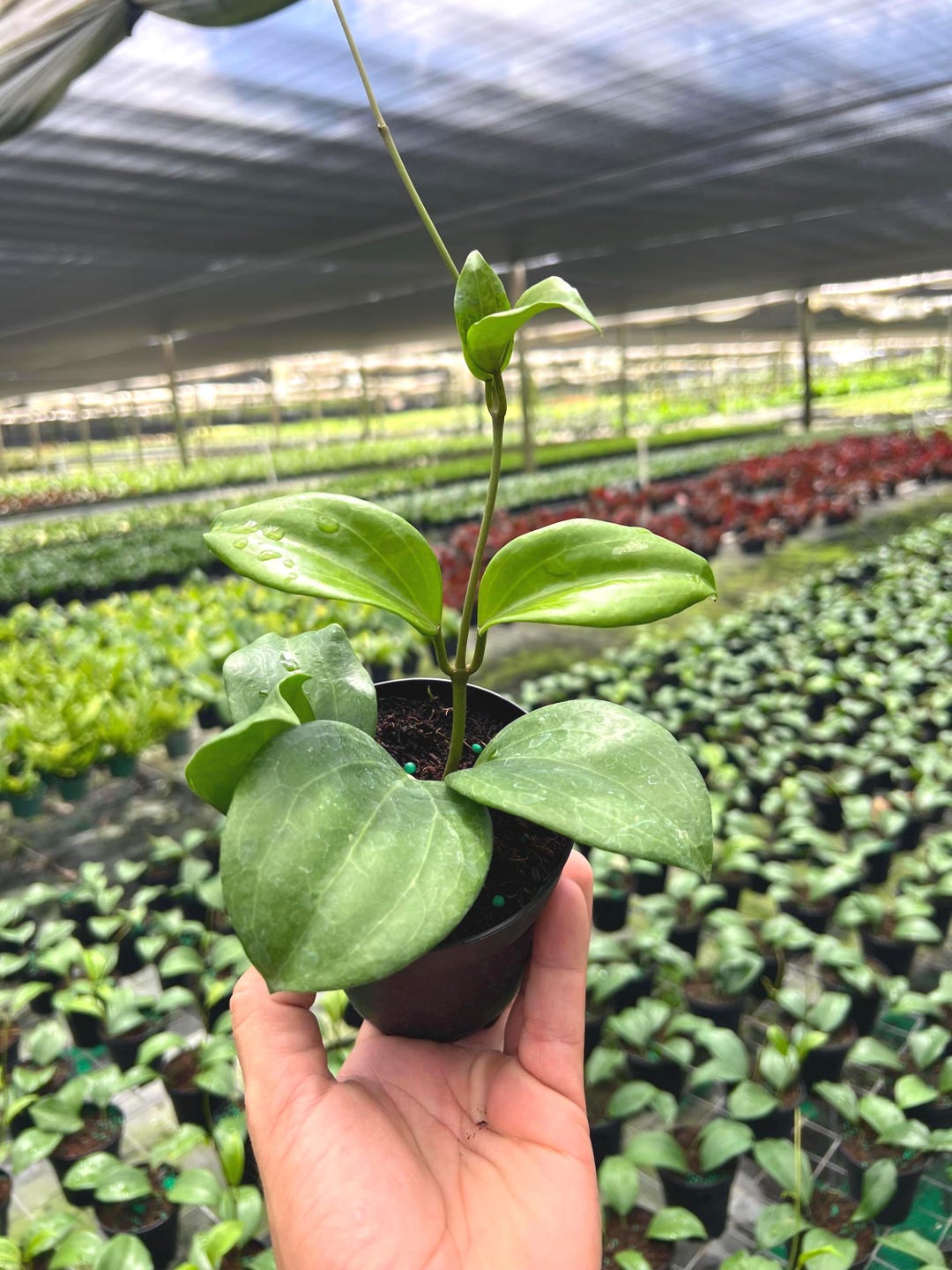Hoya Quinquenervia | Live Indoor & Outdoor Tropical House Plant ...