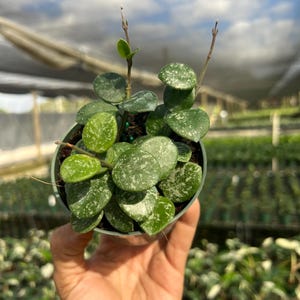 Hoya Mathilde Splash | Live Indoor & Outdoor Tropical House Plant ...