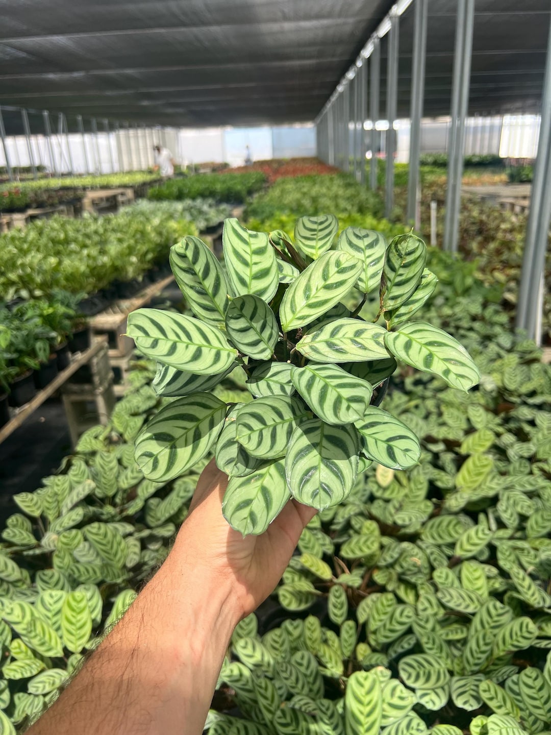 Calathea Burle Marxii | Fishbone Prayer Plant | Live Easy Care Tropical ...