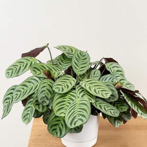 Calathea Burle Marxii | Fishbone Prayer Plant | Live Easy Care Tropical ...
