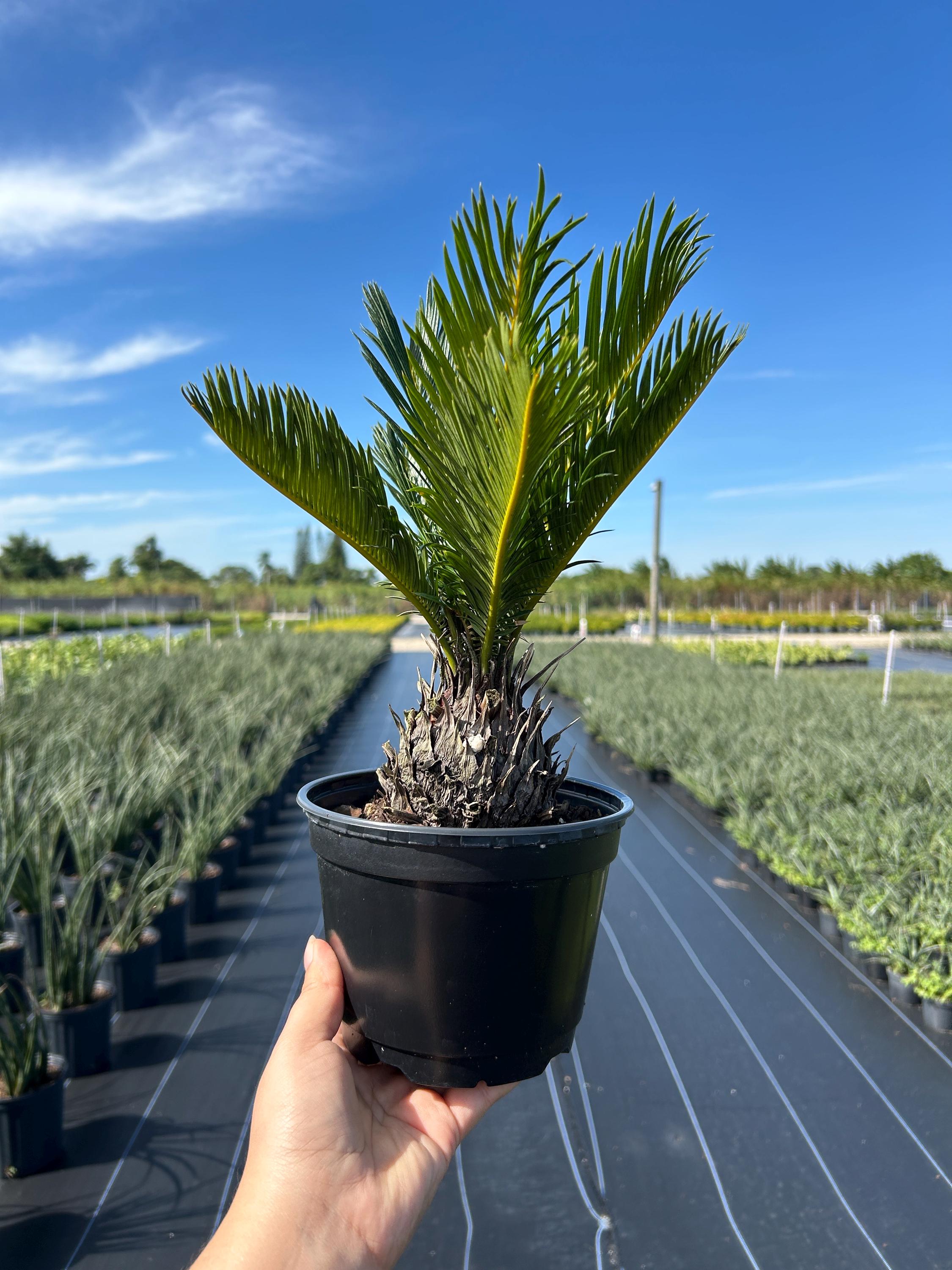 King Sago Palm Tree | Live Indoor & Outdoor House Plant | Home and ...