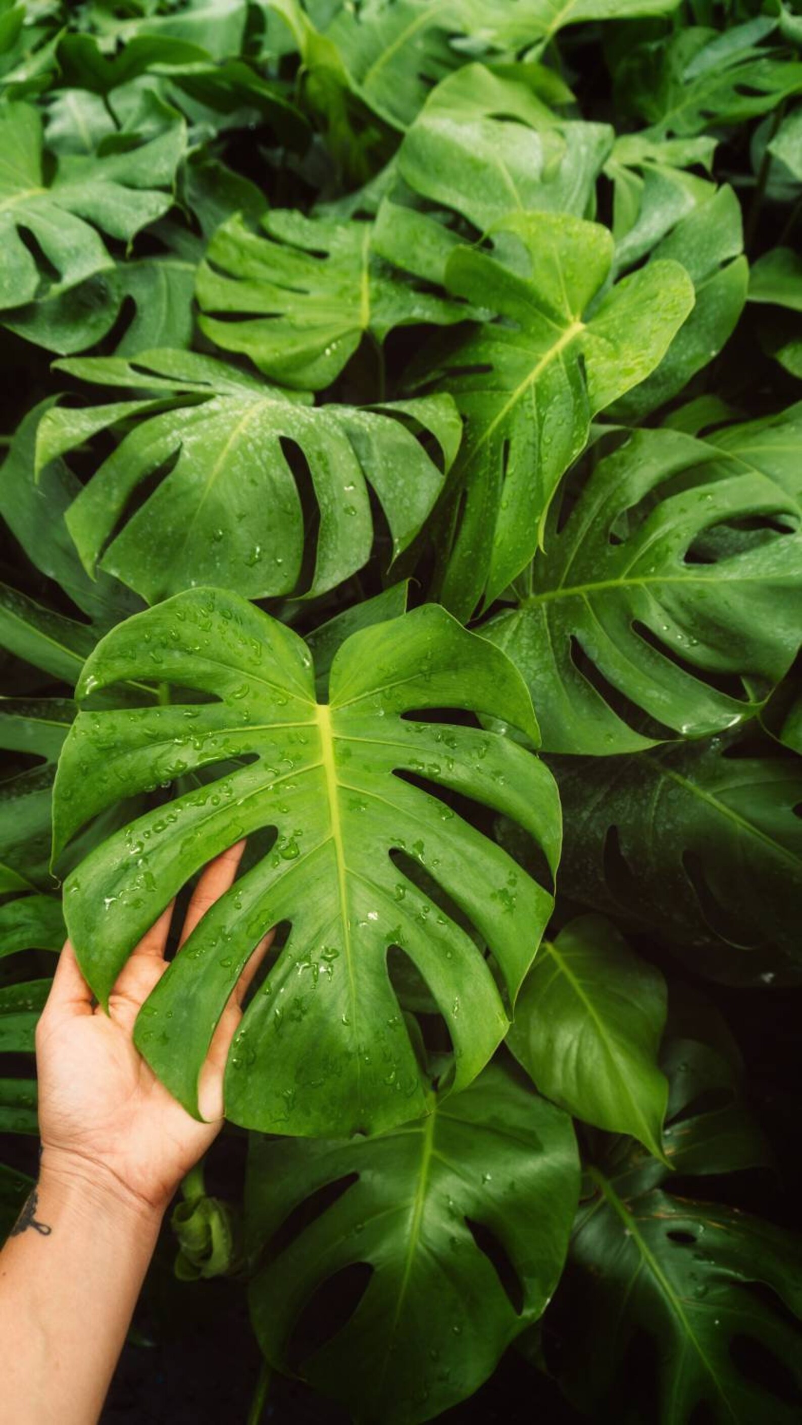 Monstera Deliciosa Tropical Split Leaf Plant 4 Inch Pot - Etsy