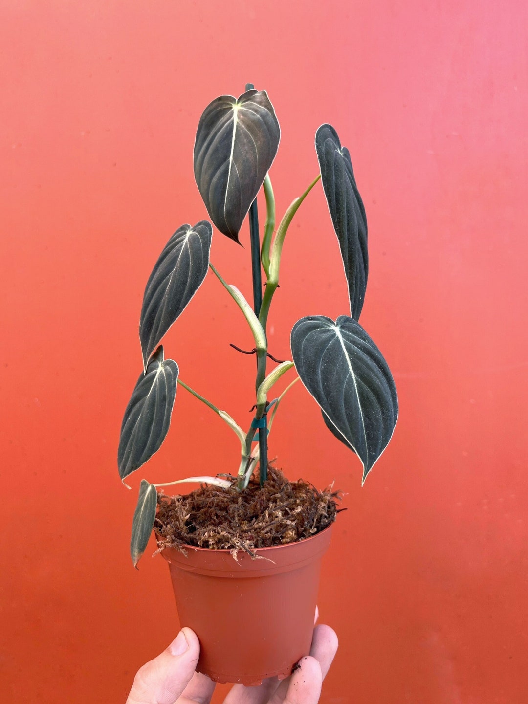 Philodendron Black Gold in 4” or 6” Pot | Philo Melanochrysum | Indoor ...