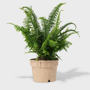 Boston Fern 'compacta' in 4" or 6” Inch Pot - Live Fern- Indoor ...
