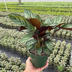 Calathea Setosa | Prayer Plant | Live Indoor & Outdoor Tropical House ...