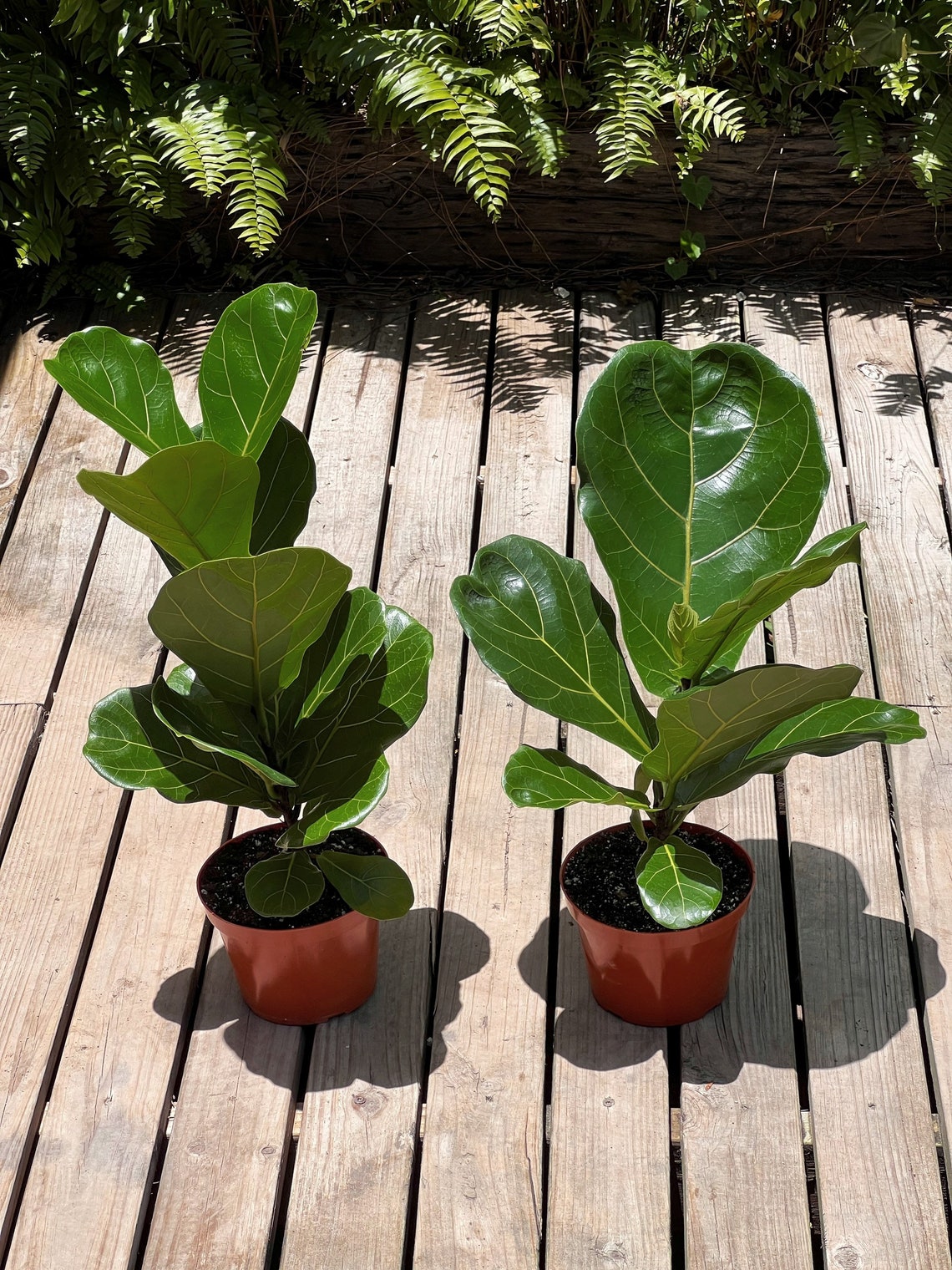 FICUS LYRATA Large Leaf Fig in 6 Inch Pot LIVE Indoor & - Etsy