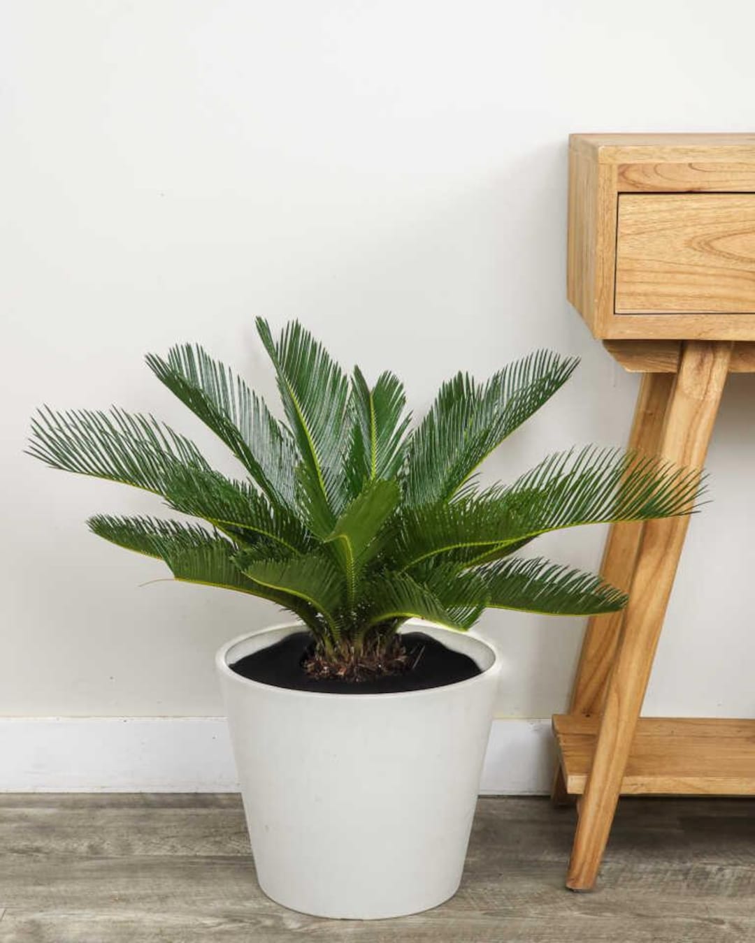 King Sago Palm Tree | Live Indoor & Outdoor House Plant | Home and ...
