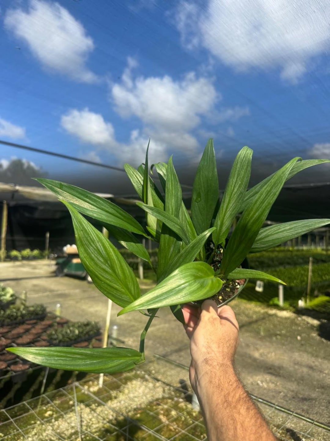 Silver Stripe Pothos | Live Indoor and Outdoor Tropical House Plant ...