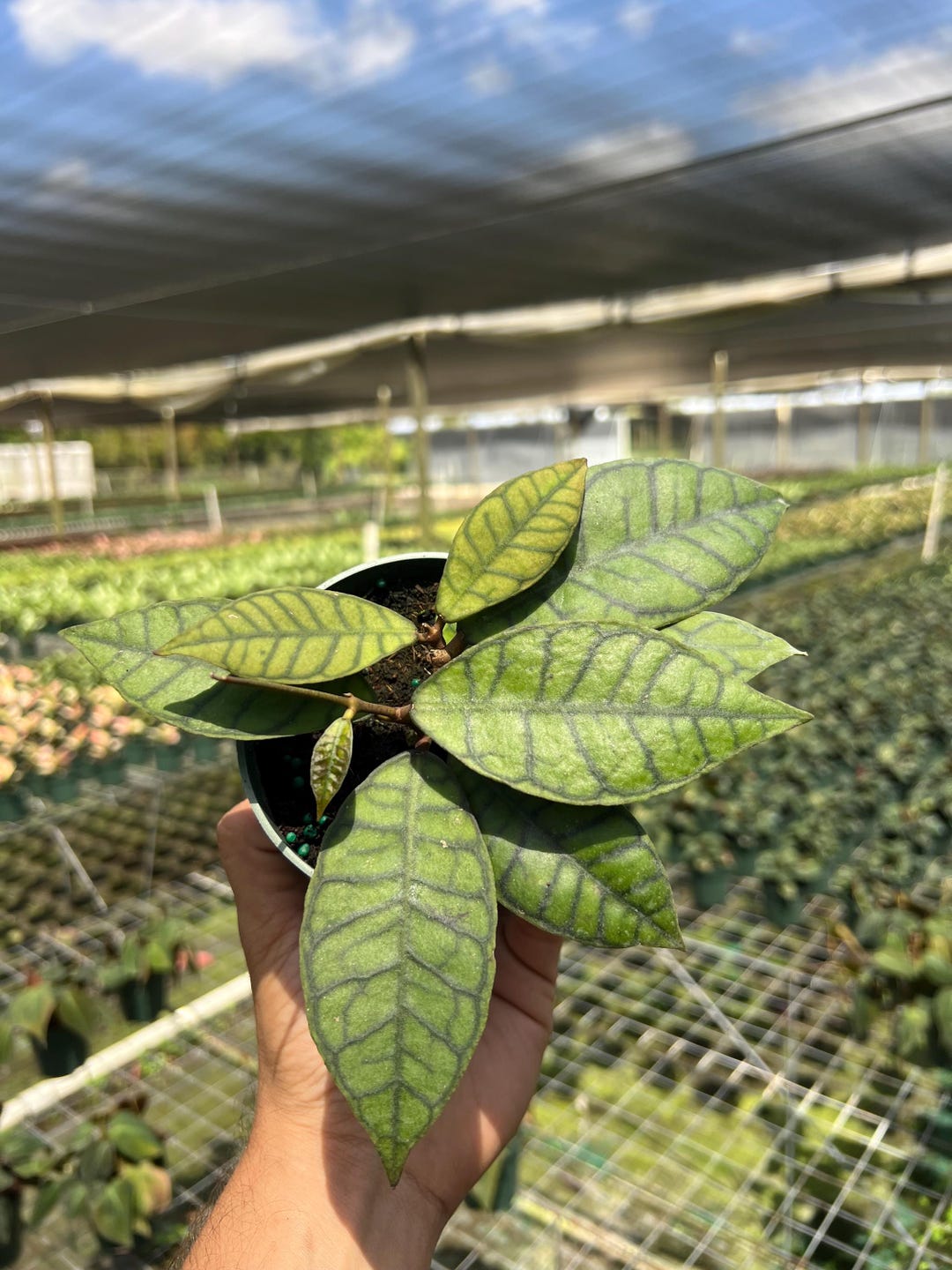 Hoya Callistophylla | Live Indoor & Outdoor Tropical House Plant ...