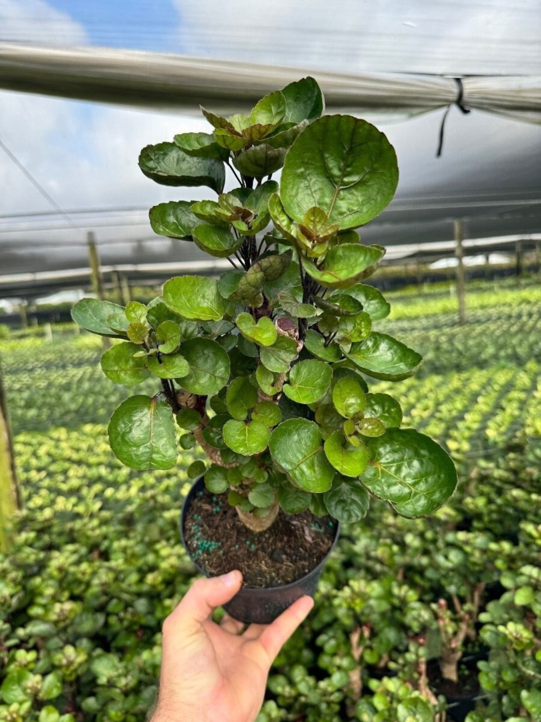 Aralia Fabian Stump Bonsai Tree Live Indoor & Outdoor Tropical House ...