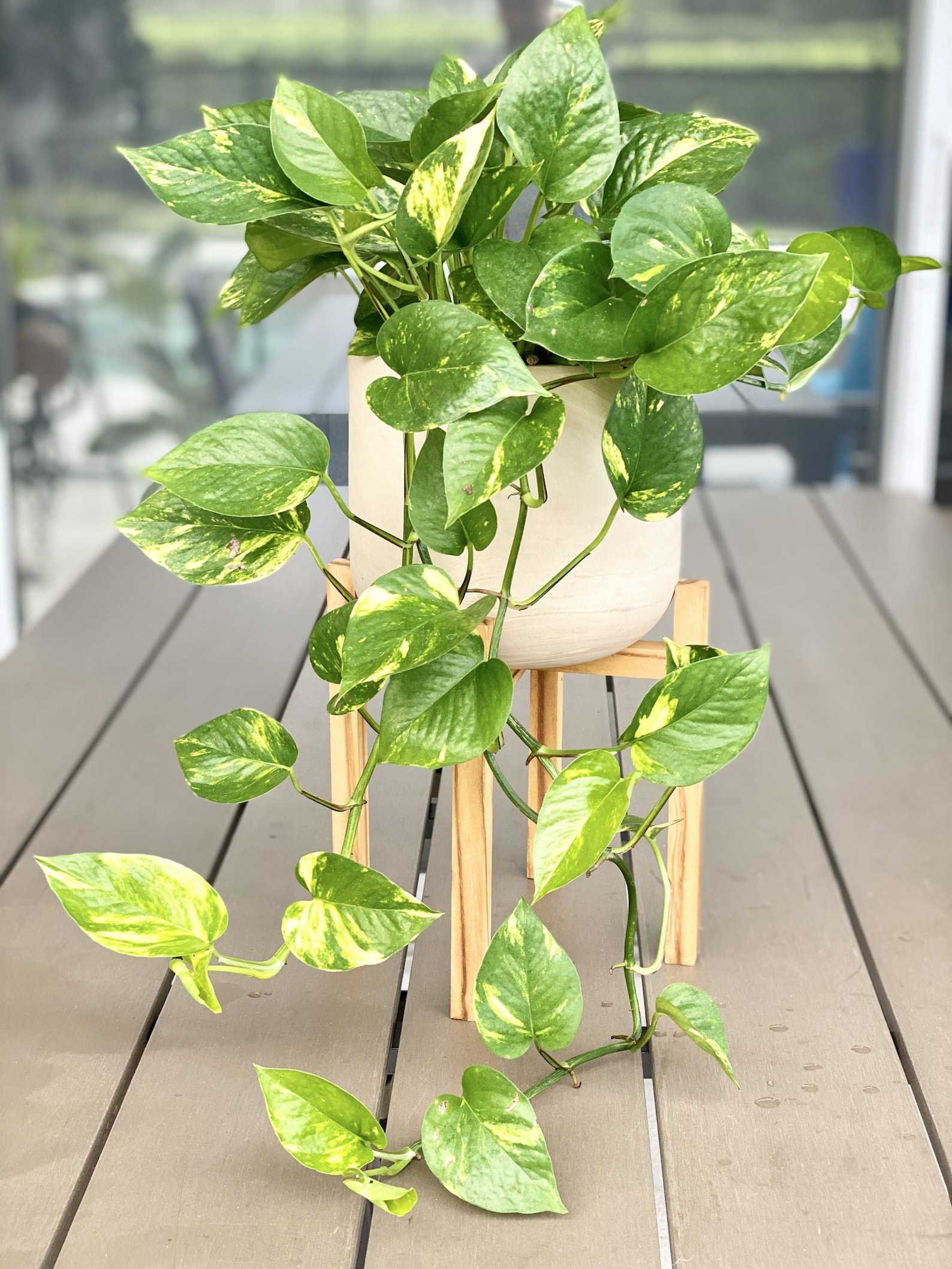 3 Golden Pothos Cutting Multiple Nodes per Cutting Starter - Etsy