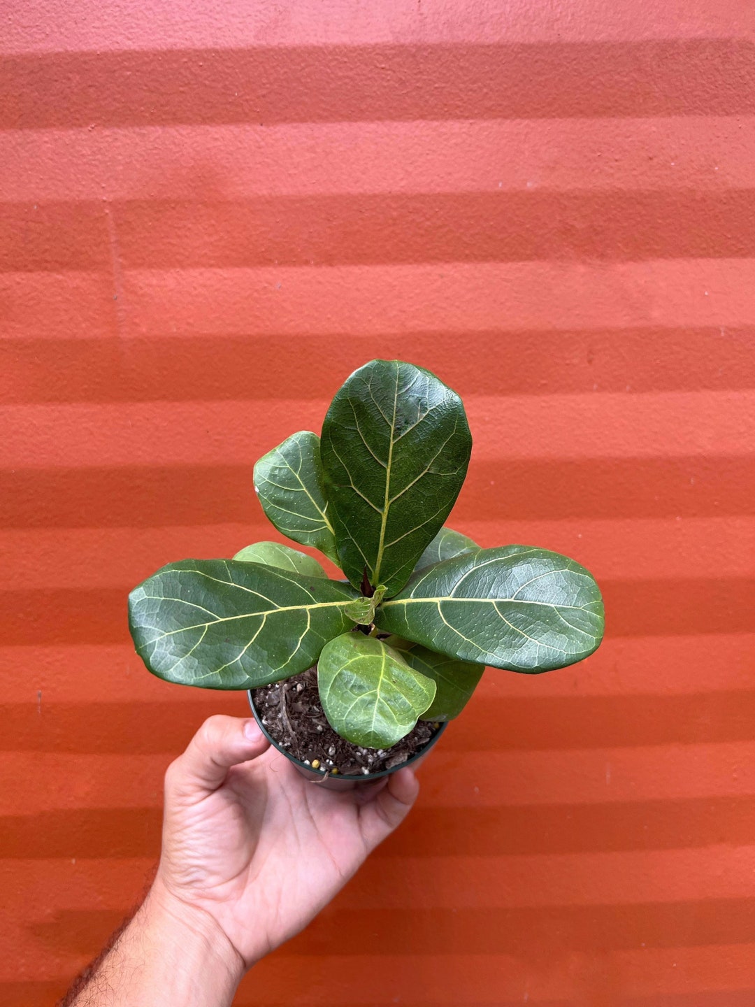 FICUS LYRATA Dwarf Fiddle Leaf Fig With 4" Pot| Little Sunshine Bambino ...