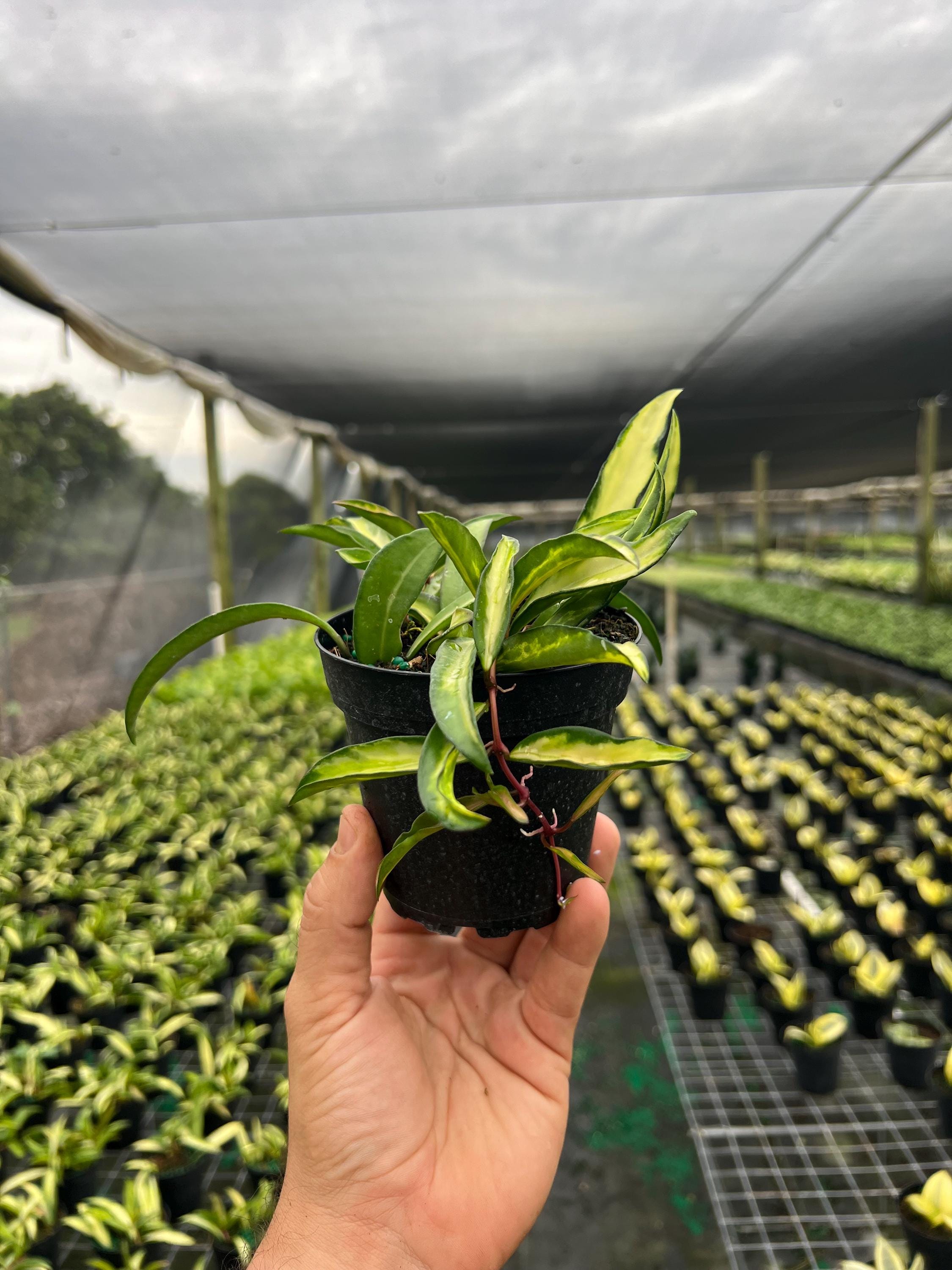 Hoya Wayetti Tricolor Variegated | Rare Wax Vine Plant | Live Indoor ...