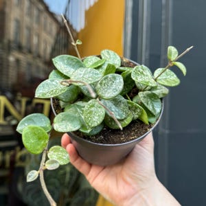 Hoya Mathilde Splash | Live Indoor & Outdoor Tropical House Plant ...