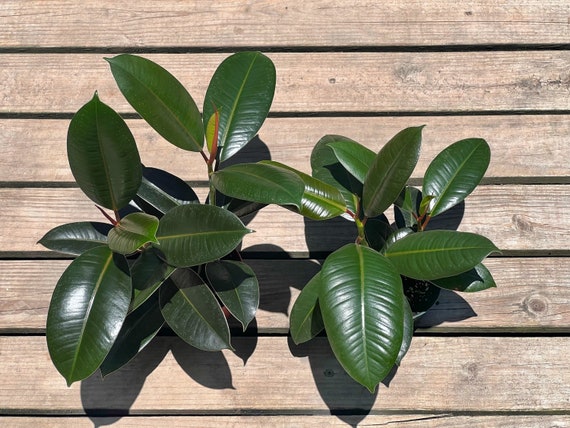 Ficus Elastica Leaf