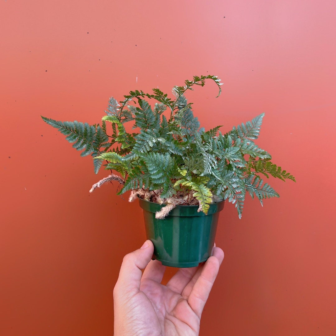 Rabbit Foot Fern in 4" and 6" Inch Pot - Humata Tysrmanii - Indoor ...