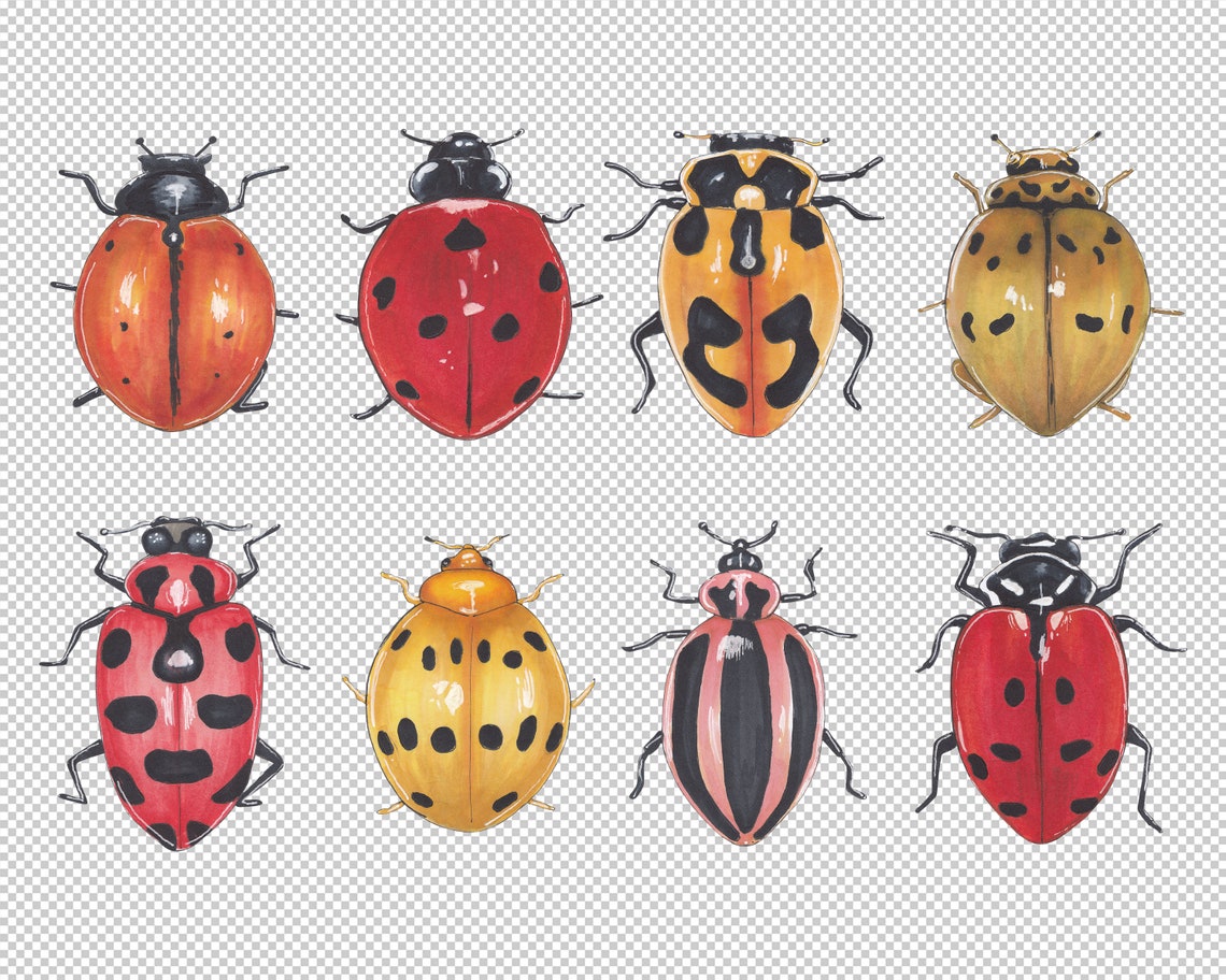 Ladybugs Clipart Insects Clipart Lady Beetles Garden Bugs - Etsy