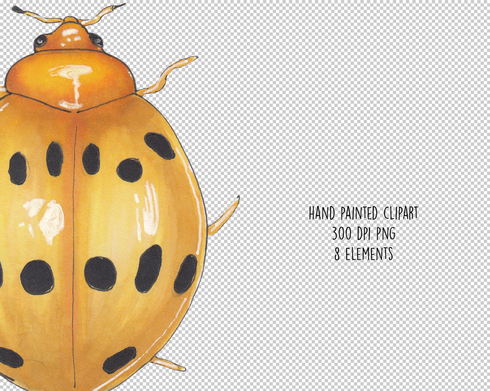 Ladybugs Clipart Insects Clipart Lady Beetles Garden Bugs - Etsy