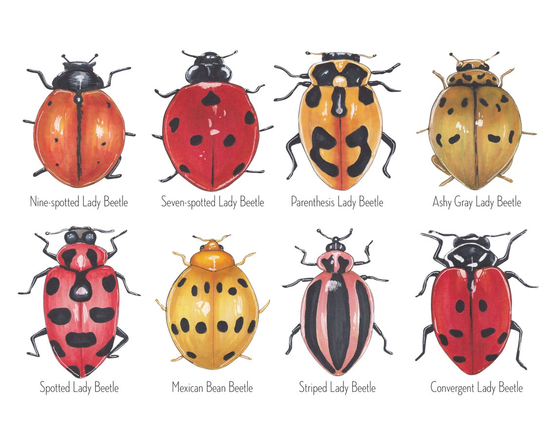 Ladybugs Clipart Insects Clipart Lady Beetles Garden Bugs - Etsy
