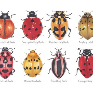 Ladybugs Clipart Insects Clipart Lady Beetles Garden Bugs - Etsy