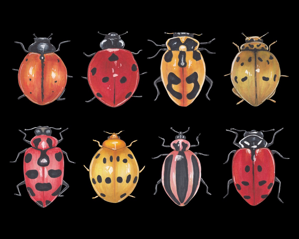 Ladybugs Clipart Insects Clipart Lady Beetles Garden Bugs - Etsy