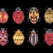 Ladybugs Clipart Insects Clipart Lady Beetles Garden Bugs - Etsy