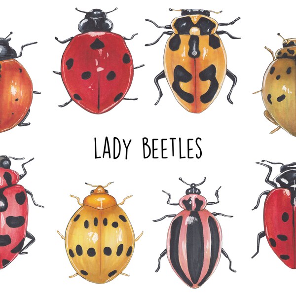 Garden Bugs Clipart - Etsy