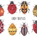 Ladybugs Clipart Insects Clipart Lady Beetles Garden Bugs - Etsy