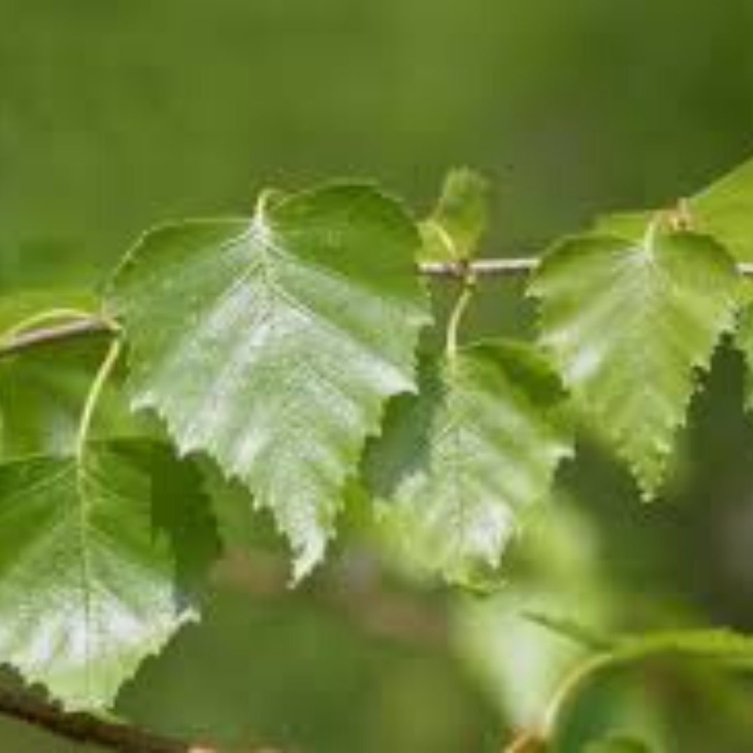 Birch Leaf (betula Pendula) Herb 50g - Etsy