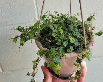 String of Frogs Starter Plant ALL STARTER PLANTS Require You to ...