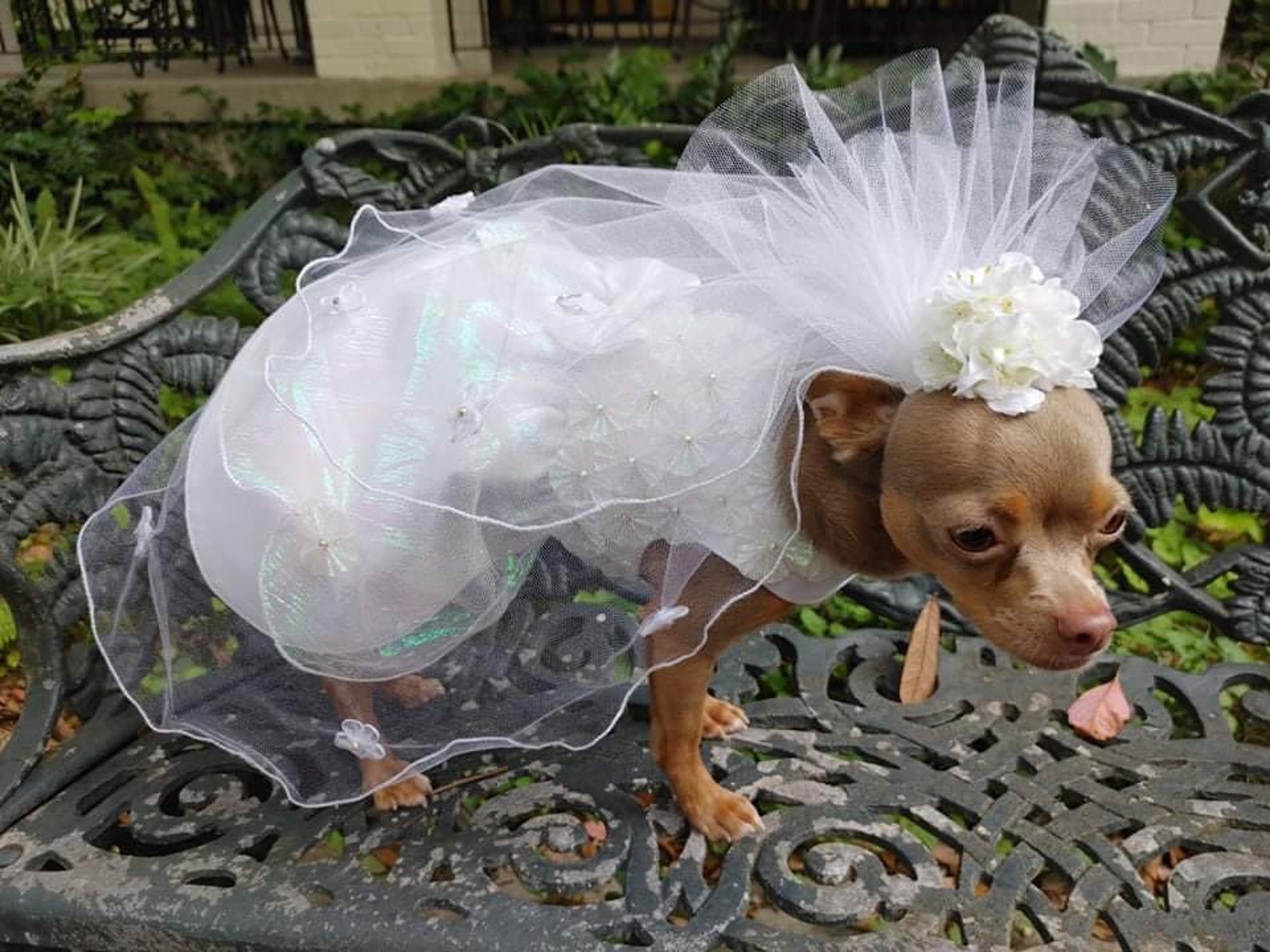 Gato o perro vestido de novia dama de honor elegante vestido | Etsy