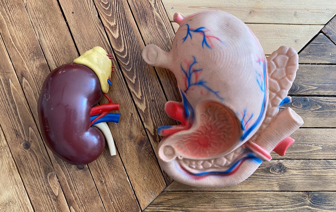 Vintage 1960s Anatomical Kidney and Stomach Model Display - Etsy