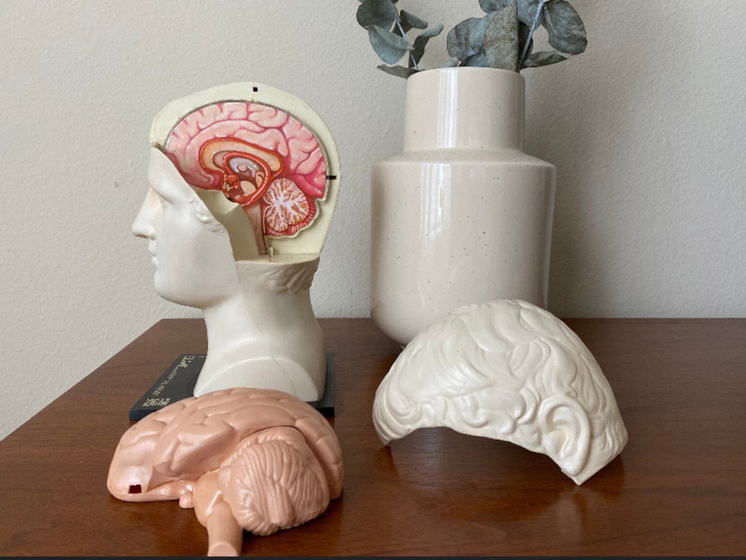 Vintage 1970s Anatomical Brain Model Advertising Display Bust - Etsy